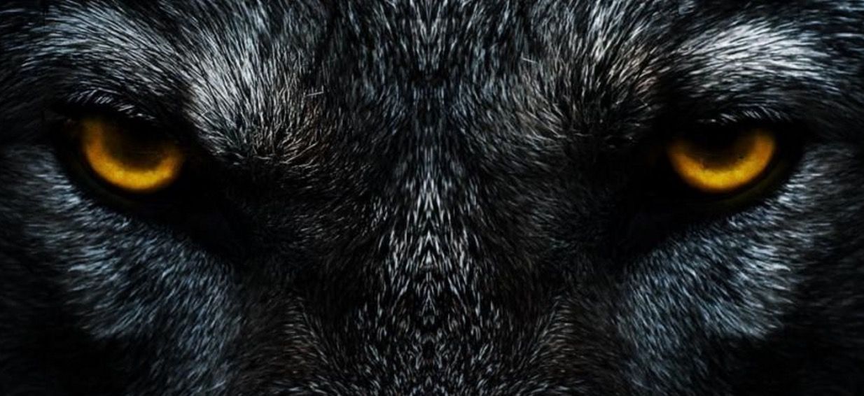 "The Pack": Trailer Oficial - Aullidos.com